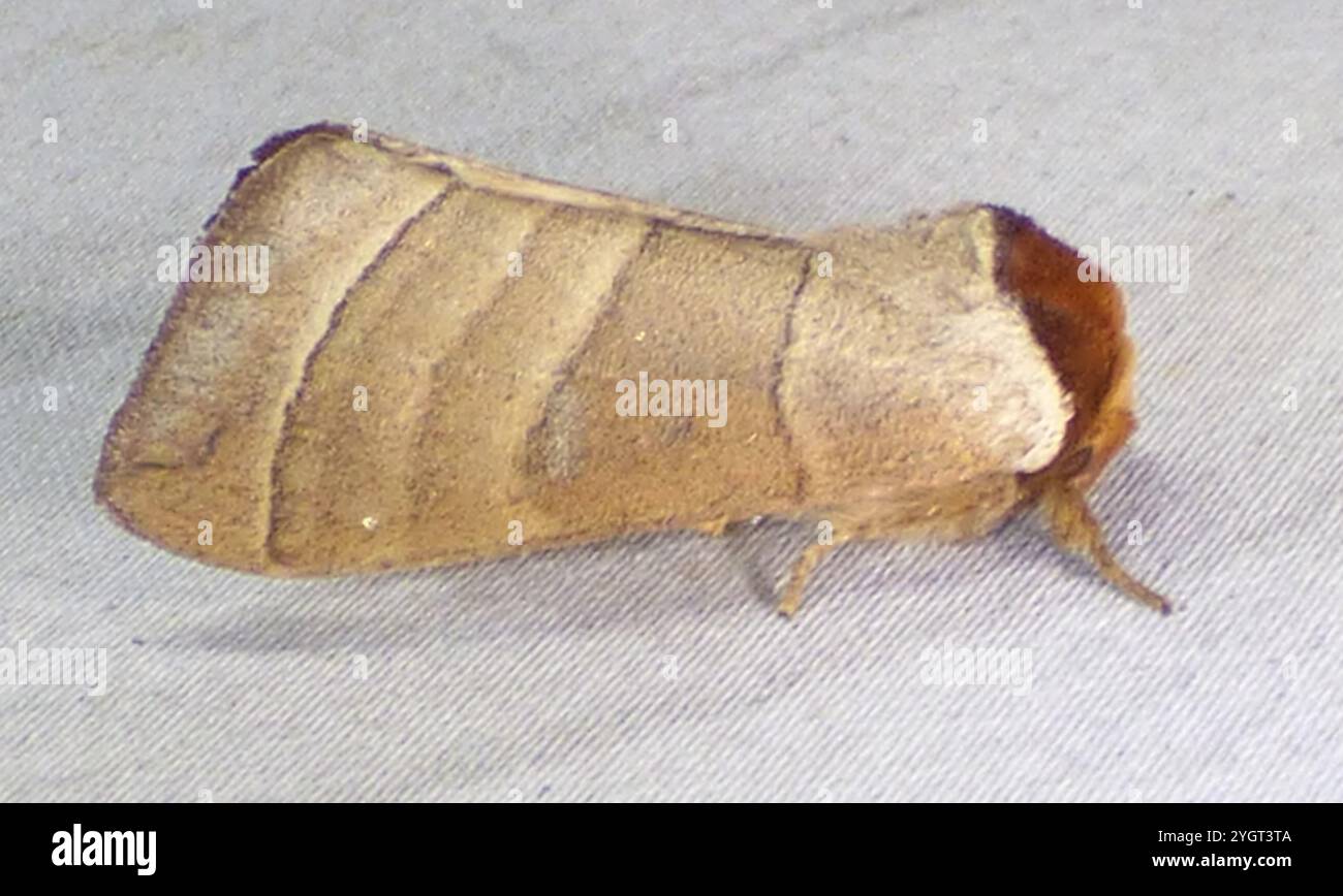 Walnut Caterpillar Moth (Datana integerrima Stock Photo - Alamy