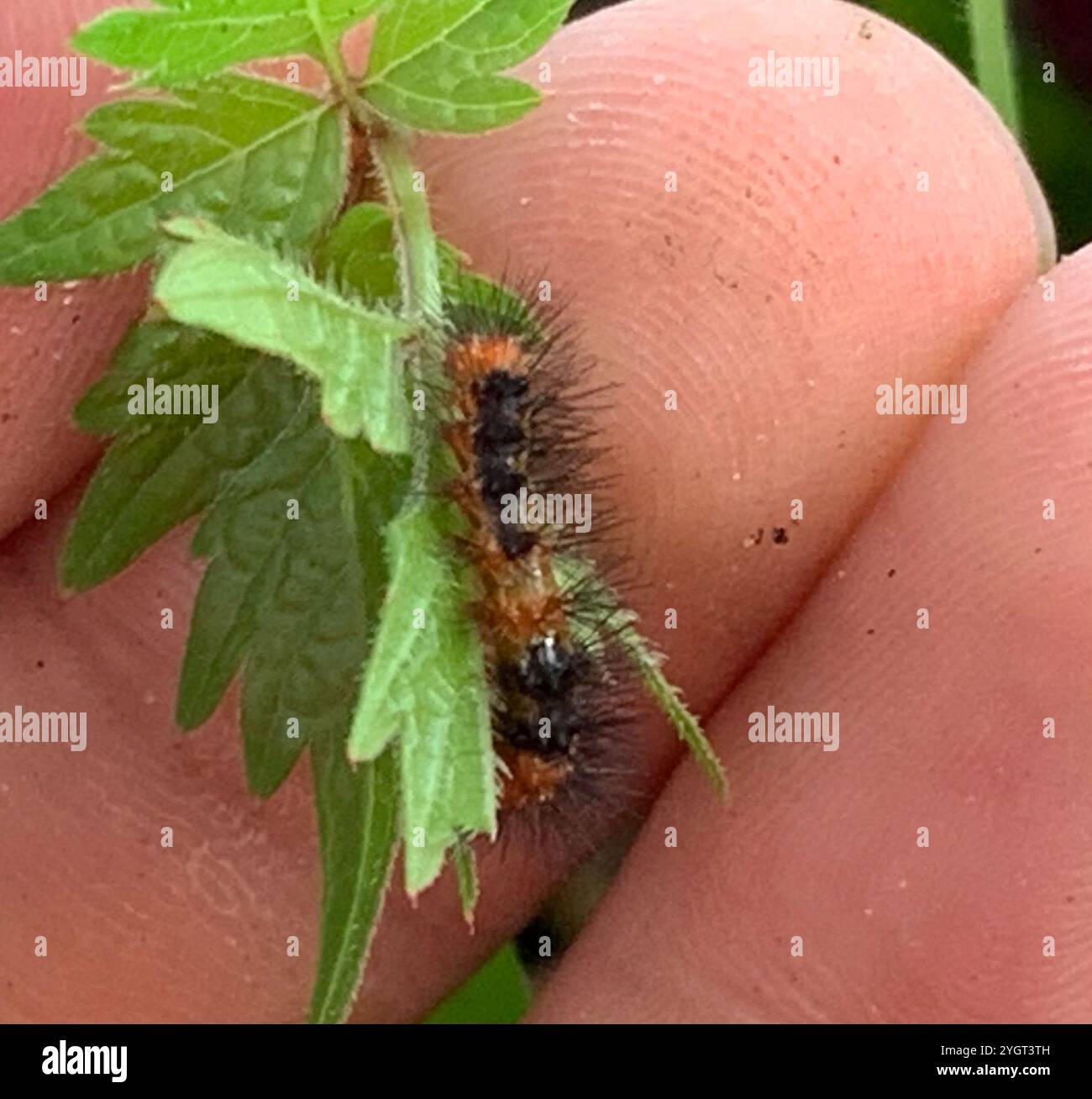Giant Leopard Moth (Hypercompe scribonia Stock Photo - Alamy