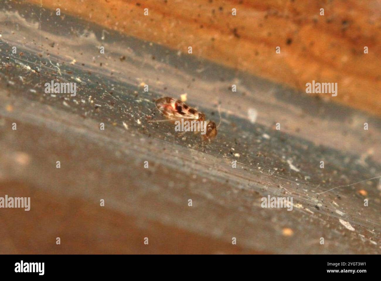 F-winged Barklouse (Graphopsocus cruciatus Stock Photo - Alamy