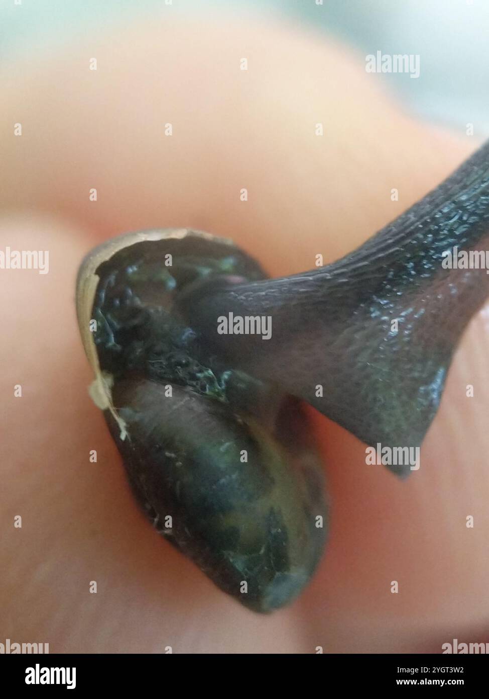 White-lip Globe Snail (Mesodon thyroidus Stock Photo - Alamy