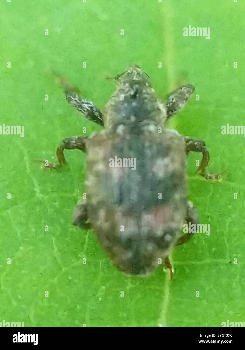 True Weevils (Curculionidae Stock Photo - Alamy