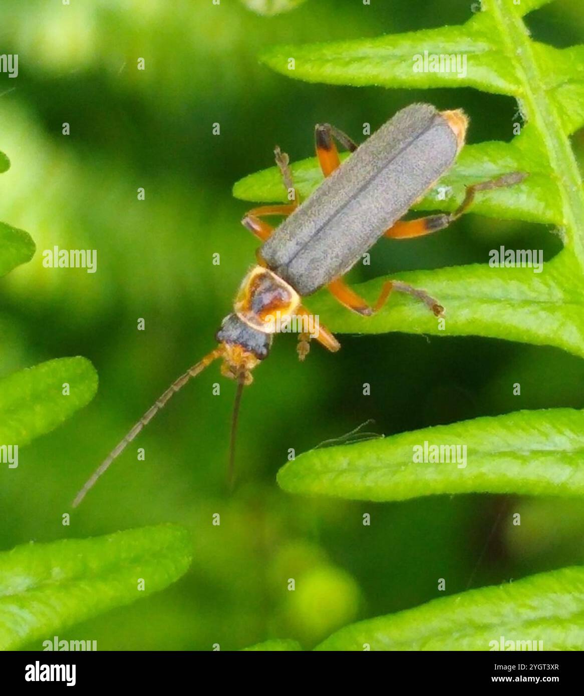 Grey sailor beetle hi-res stock photography and images - Alamy