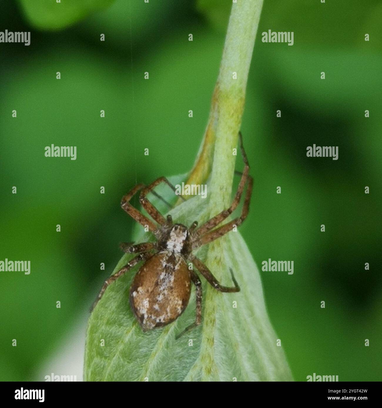 Running Crab Spiders (Philodromus Stock Photo - Alamy