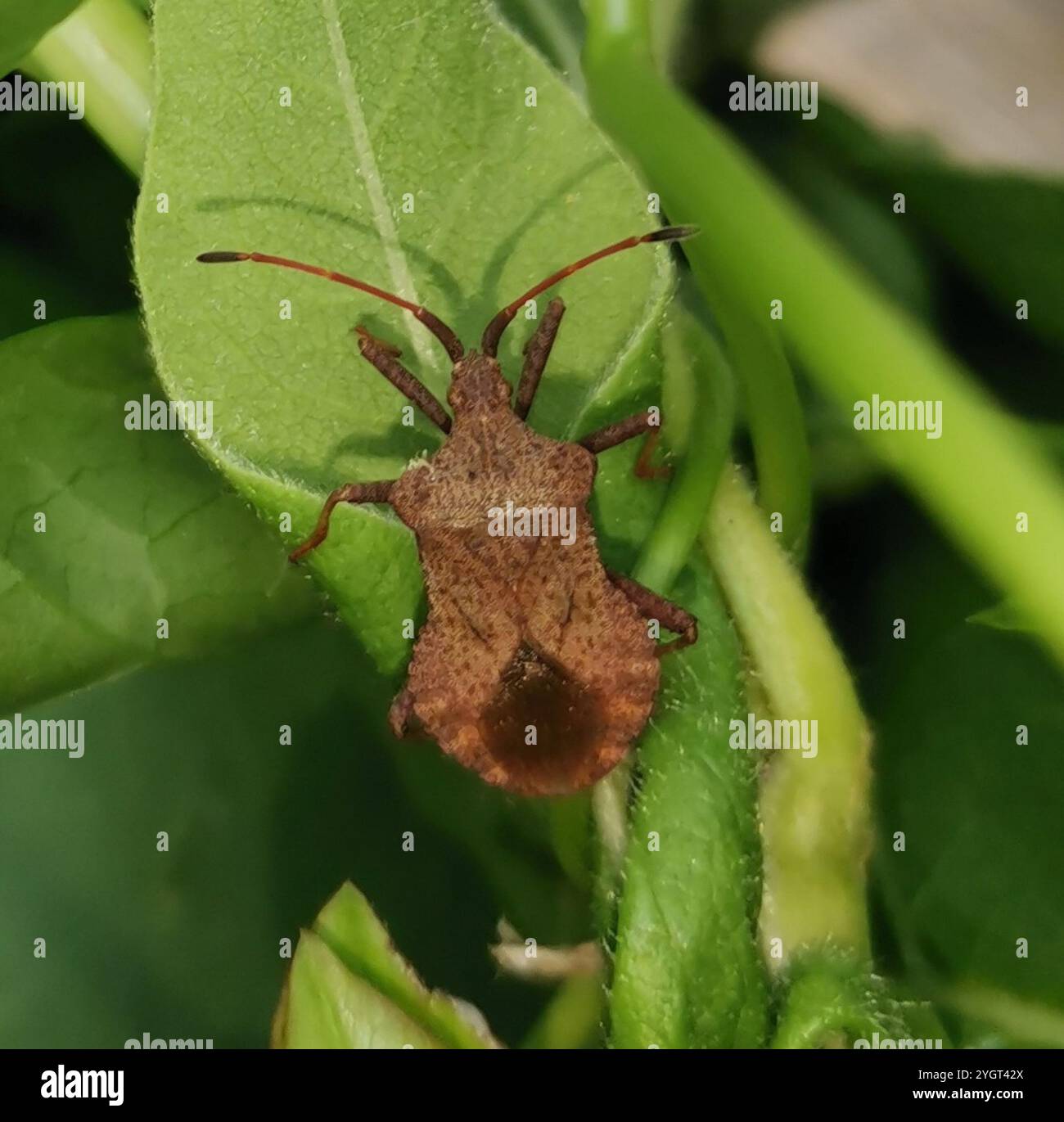 Dock Bug (Coreus marginatus Stock Photo - Alamy