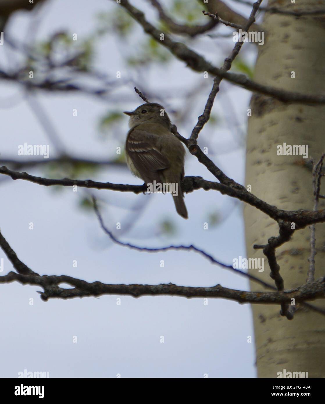 Least Flycatcher (Empidonax minimus Stock Photo - Alamy