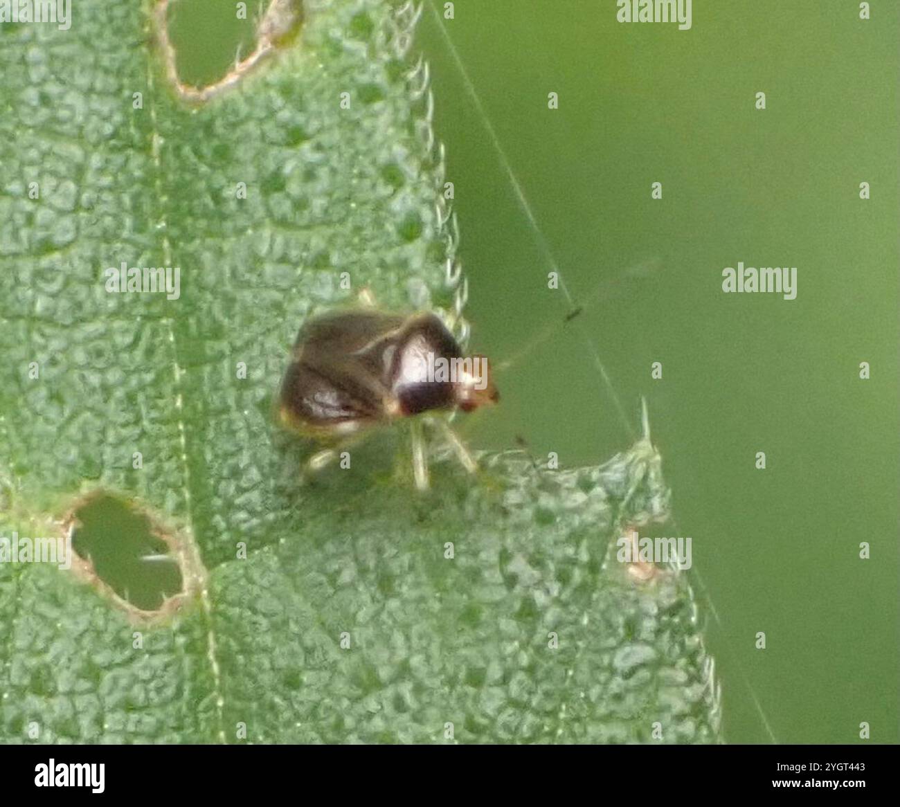 Monalocoris filicis hi-res stock photography and images - Alamy