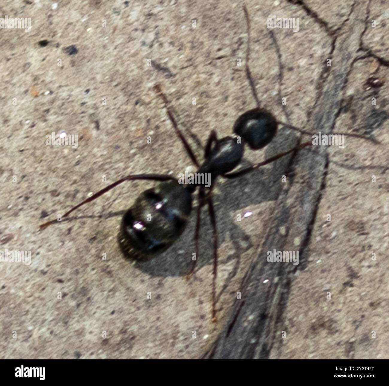 Eastern Black Carpenter Ant (Camponotus pennsylvanicus Stock Photo - Alamy