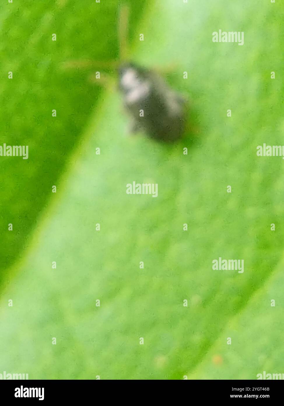 Hairy Flea Beetles (Epitrix Stock Photo - Alamy