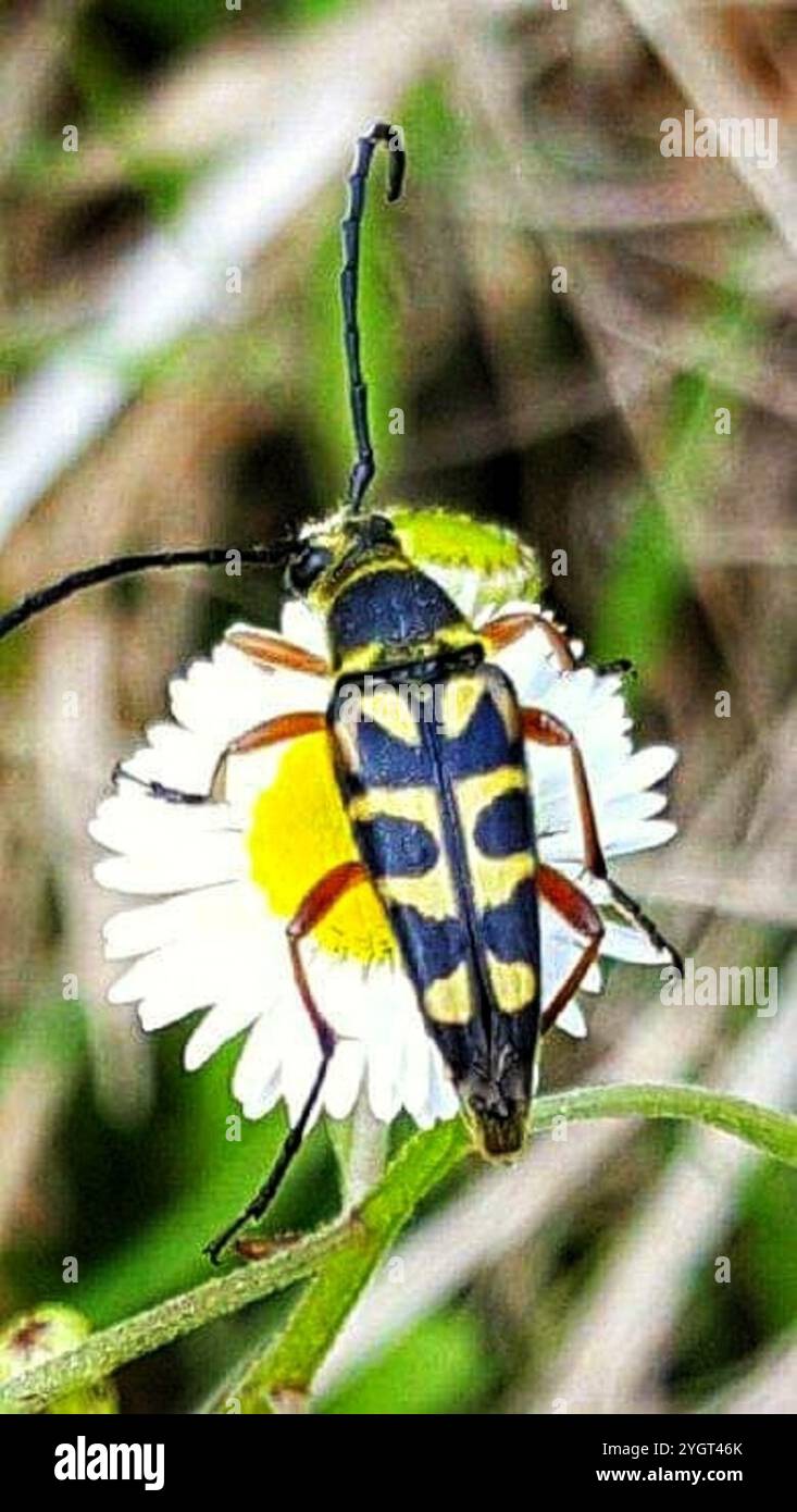 Zebra longhorn beetle hi-res stock photography and images - Alamy