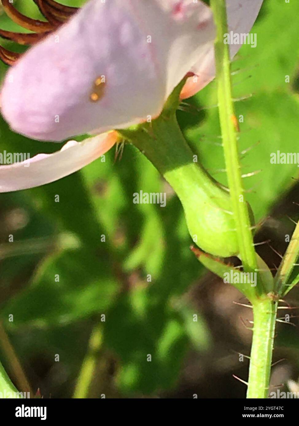 Maryland meadowbeauty (Rhexia mariana Stock Photo - Alamy