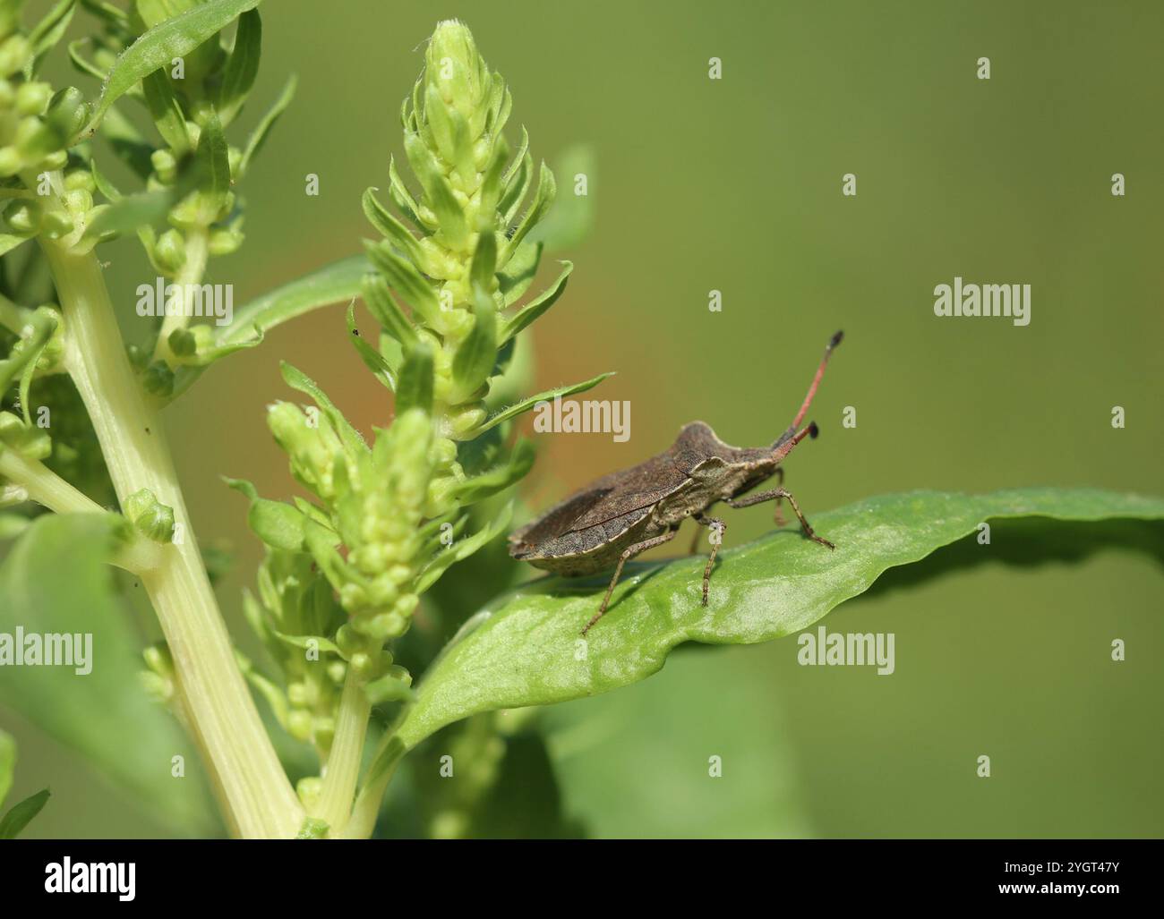 Enoplops hi-res stock photography and images - Alamy