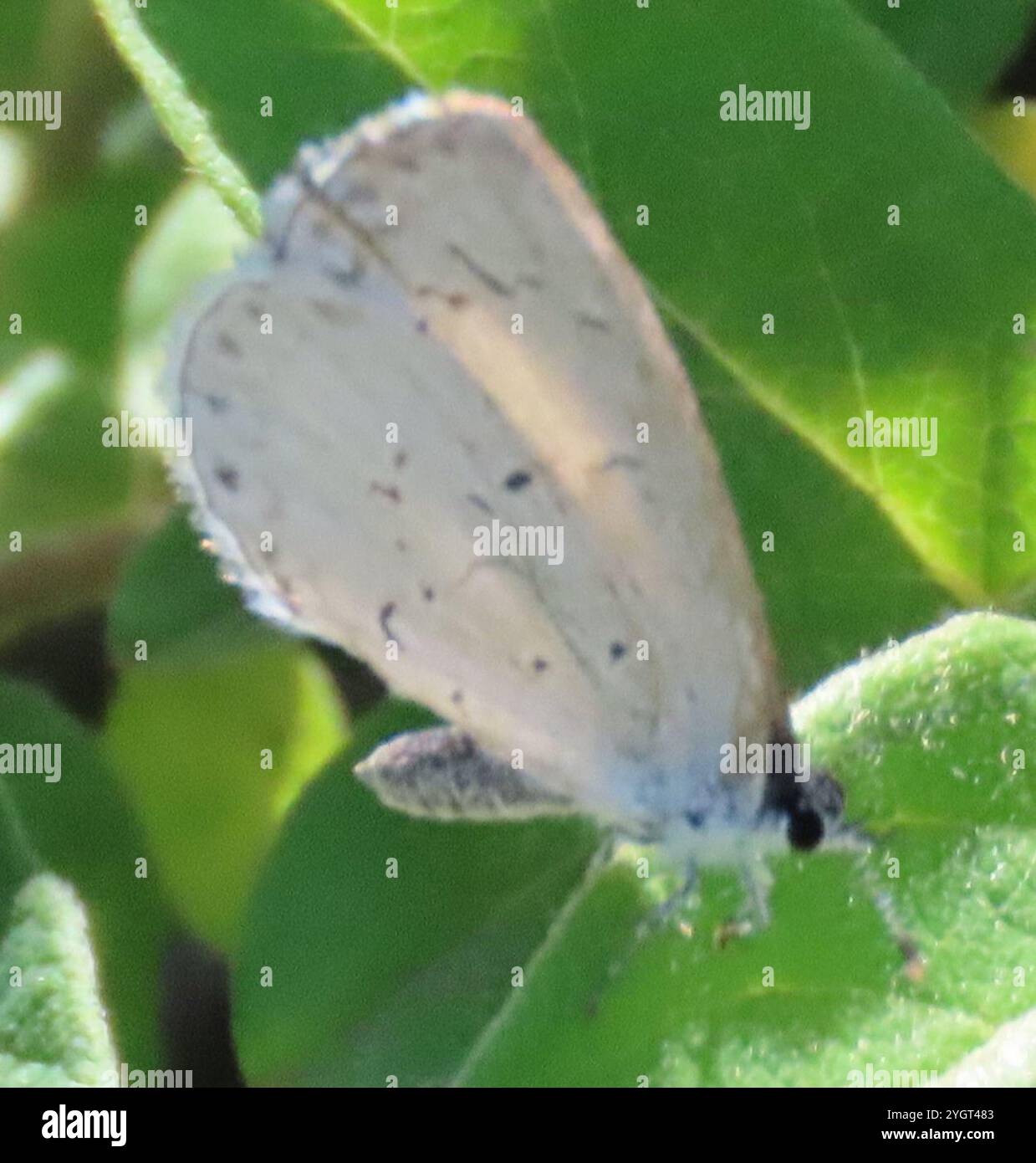 Summer Azure (Celastrina neglecta Stock Photo - Alamy