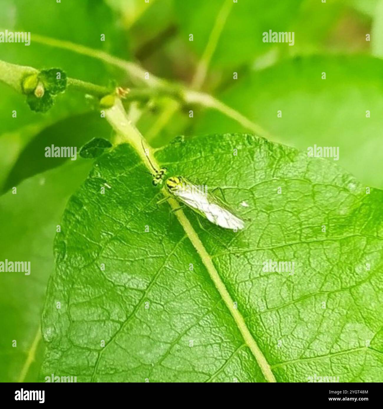 Twin-spotted Rhogogaster (Rhogogaster punctulata Stock Photo - Alamy
