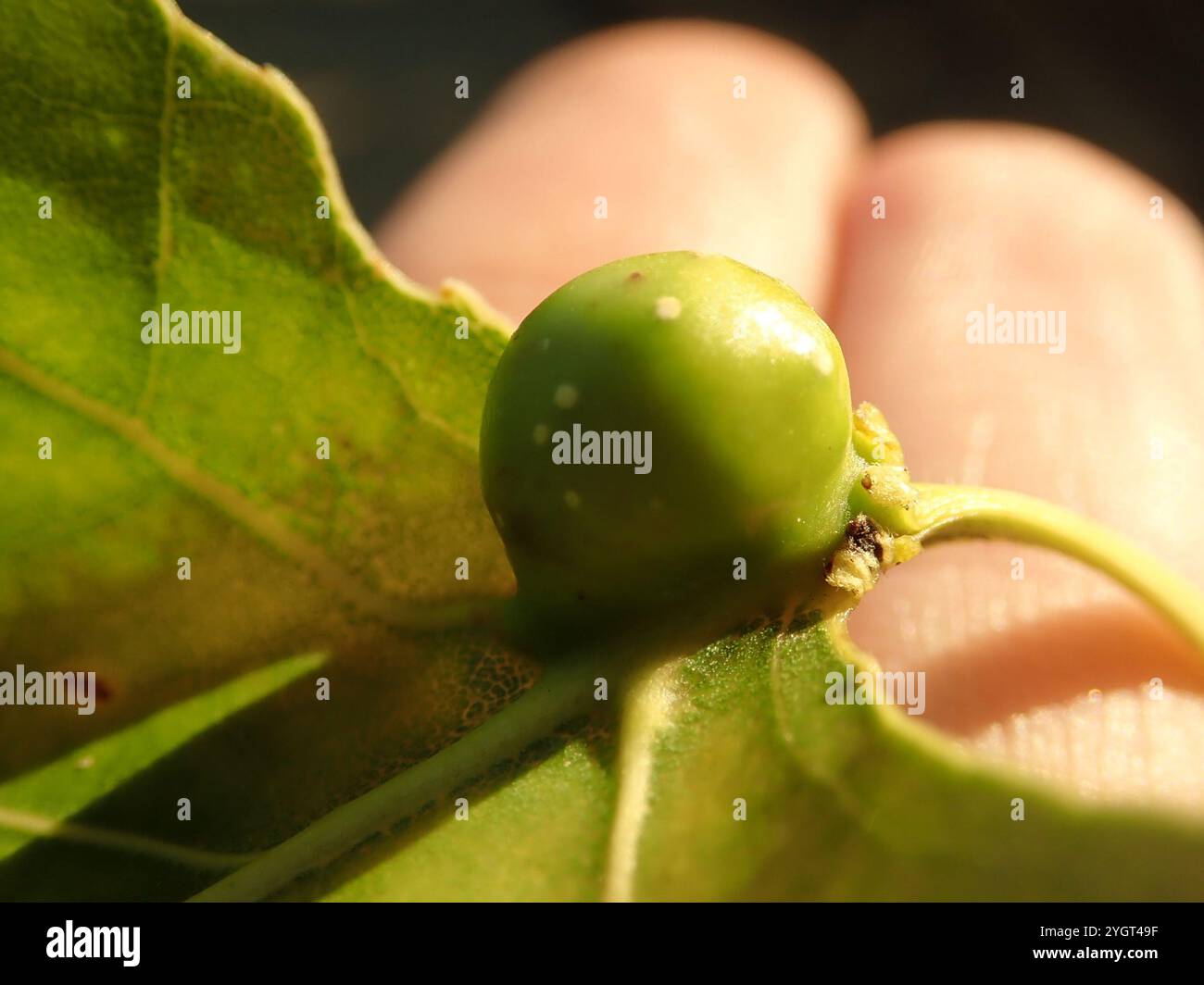 Poplar Petiole Gall Aphid (Pemphigus populitransversus Stock Photo - Alamy