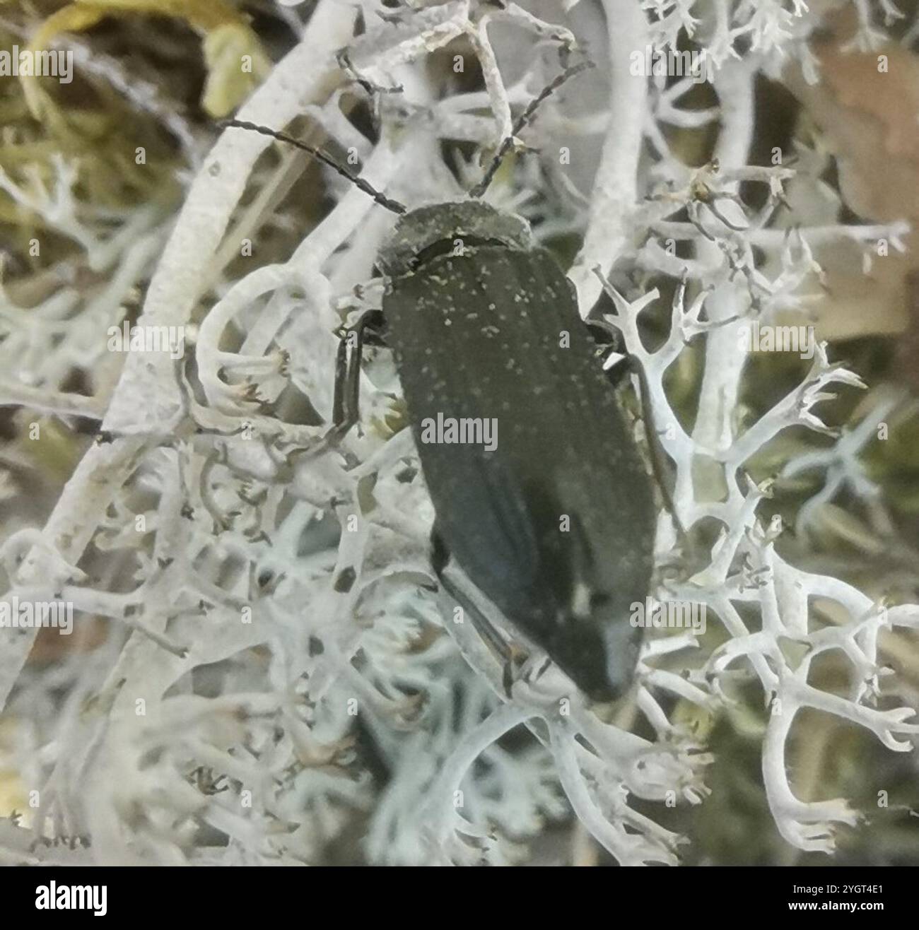 Black Spruce Borer (Asemum striatum Stock Photo - Alamy