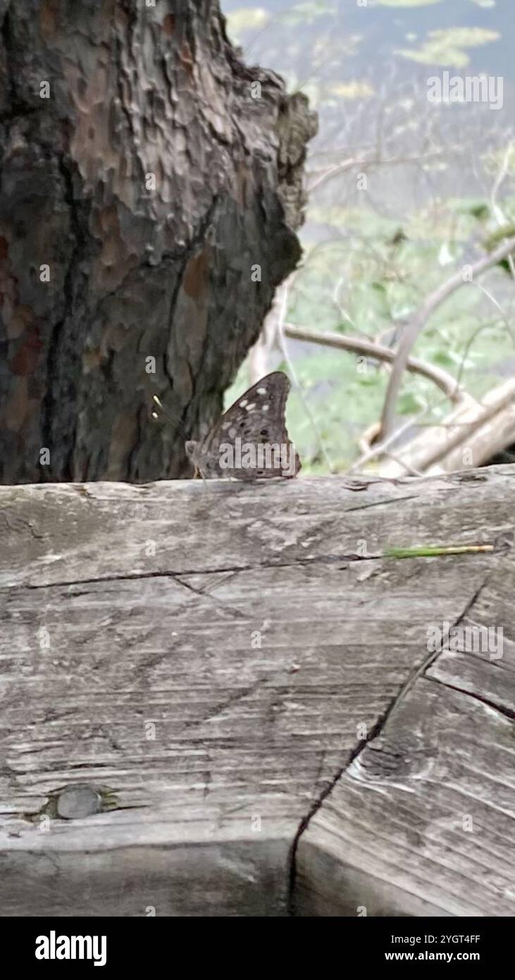Hackberry Emperor (Asterocampa celtis Stock Photo - Alamy