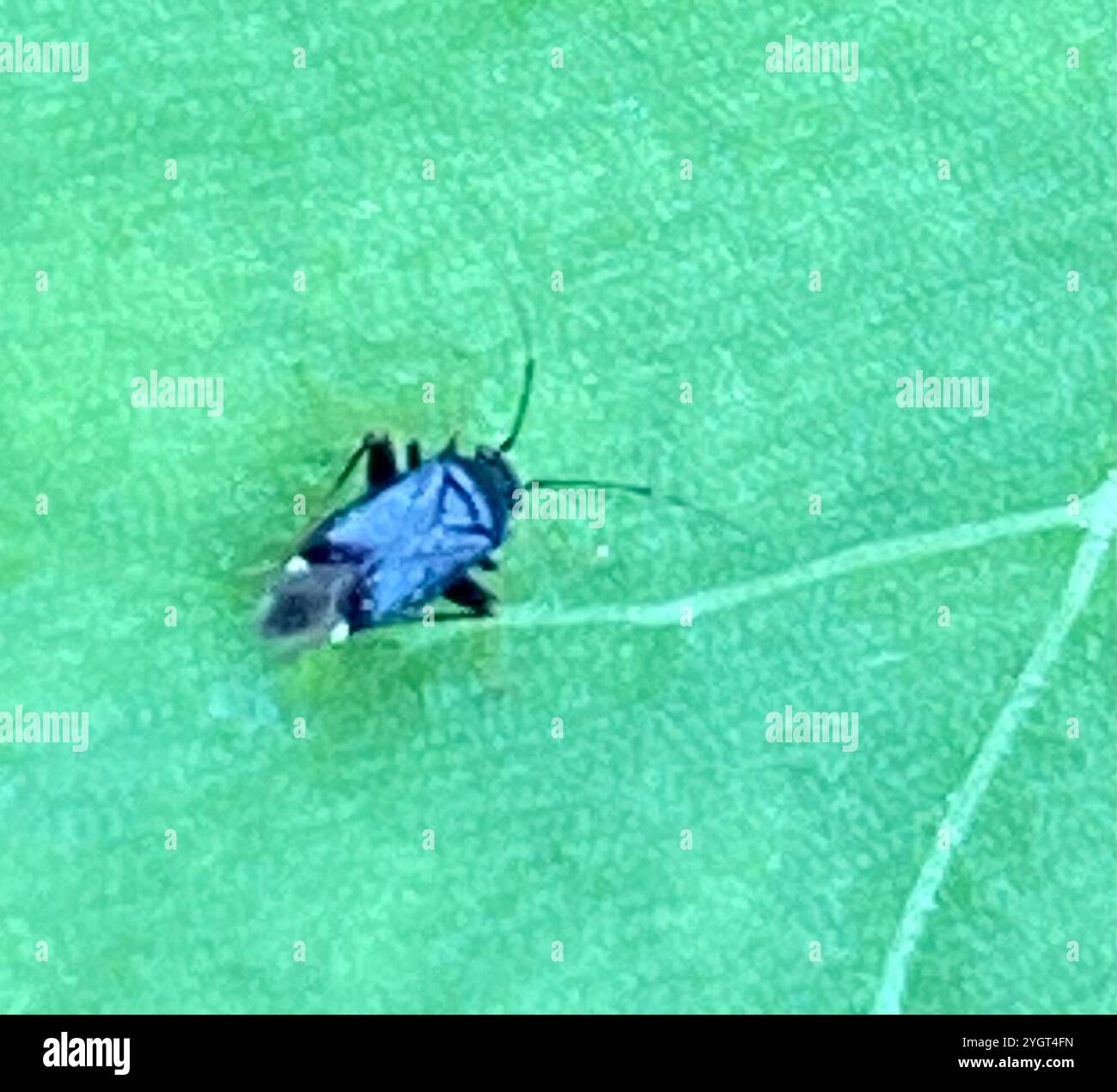 Garden Fleahopper (Microtechnites bractatus Stock Photo - Alamy