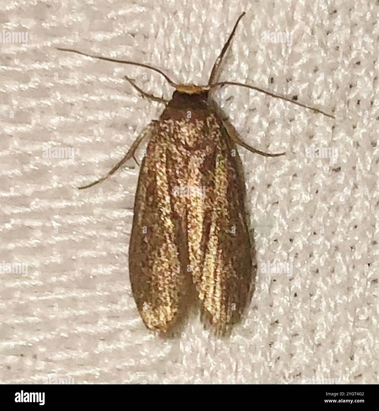 Lesser wax moth hi-res stock photography and images - Alamy