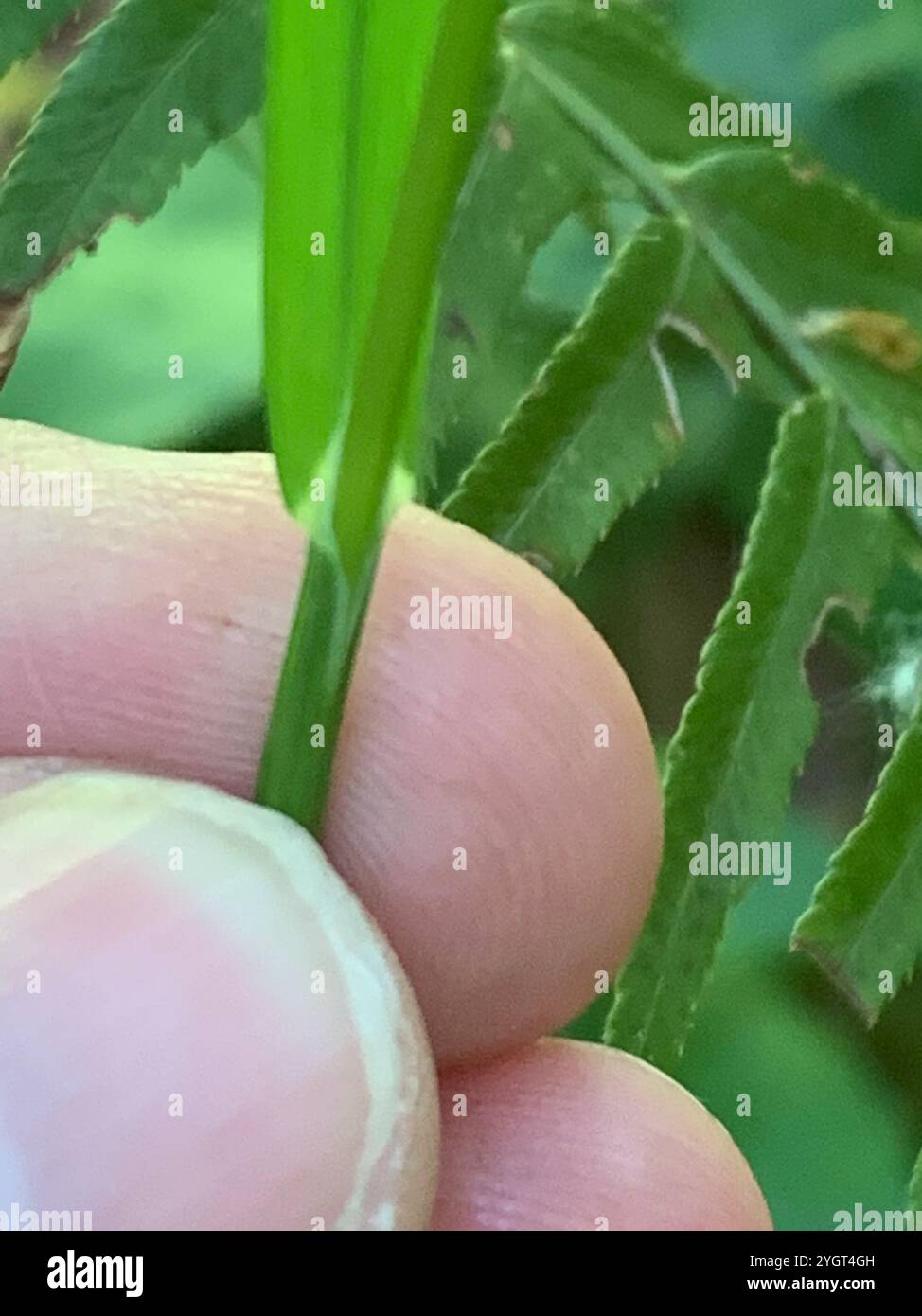 Alaska Oniongrass (Melica subulata Stock Photo - Alamy