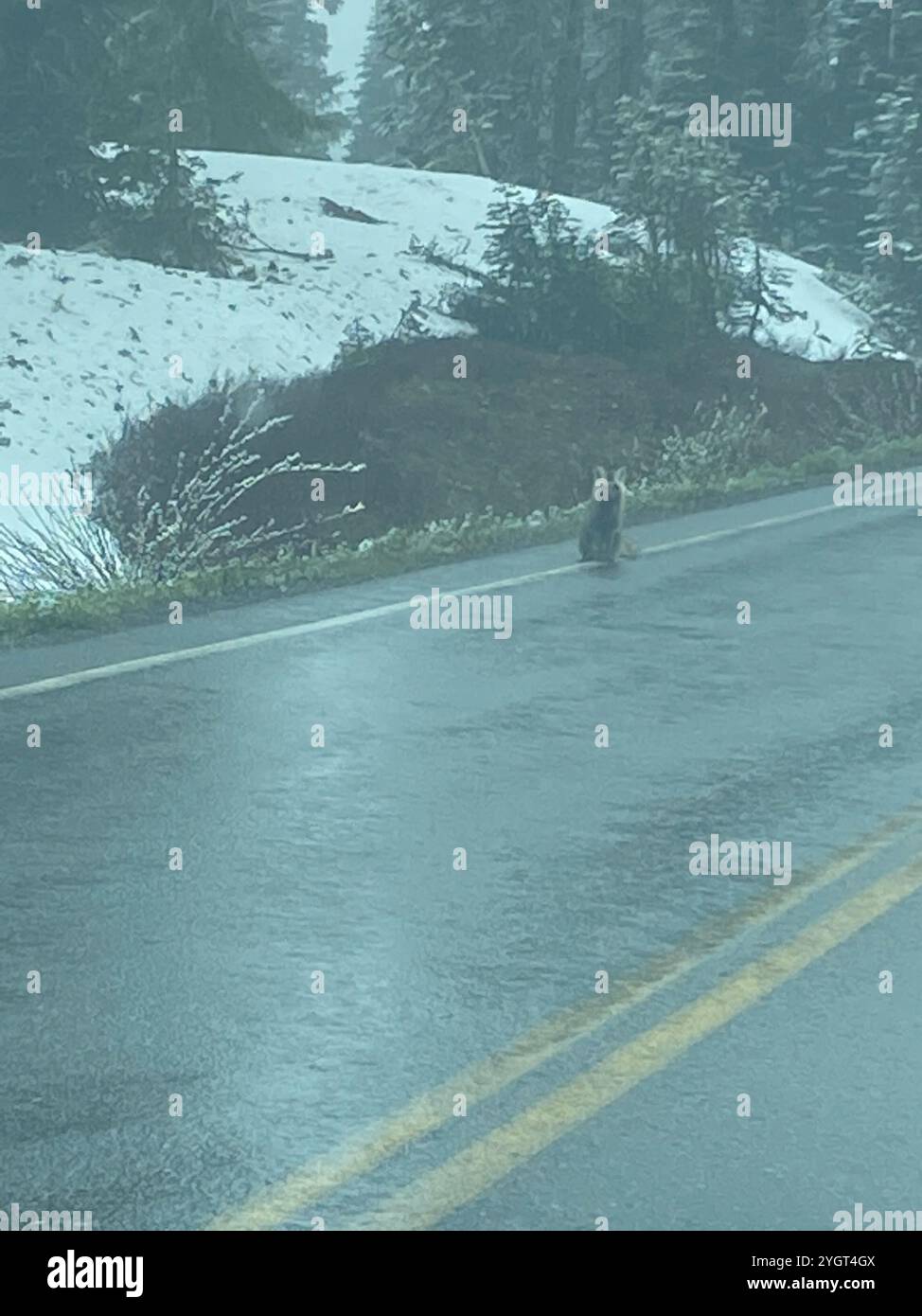 Cascade Red Fox (Vulpes vulpes cascadensis Stock Photo - Alamy