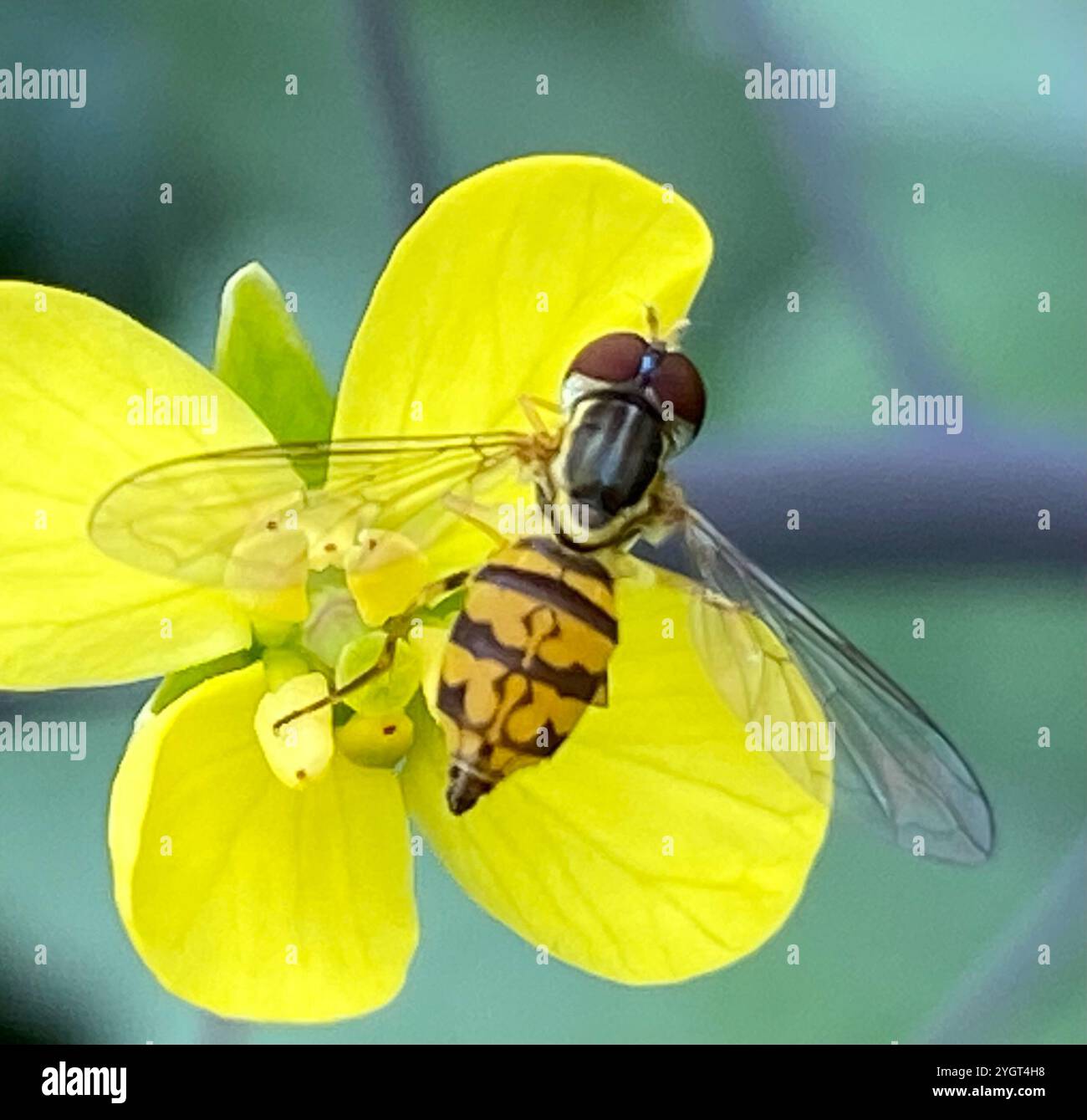 Eastern Calligrapher (Toxomerus geminatus Stock Photo - Alamy
