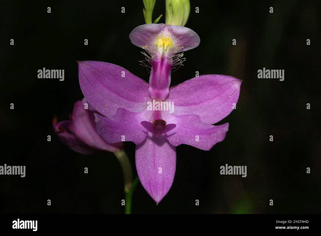 common tuberous grasspink (Calopogon tuberosus tuberosus Stock Photo ...