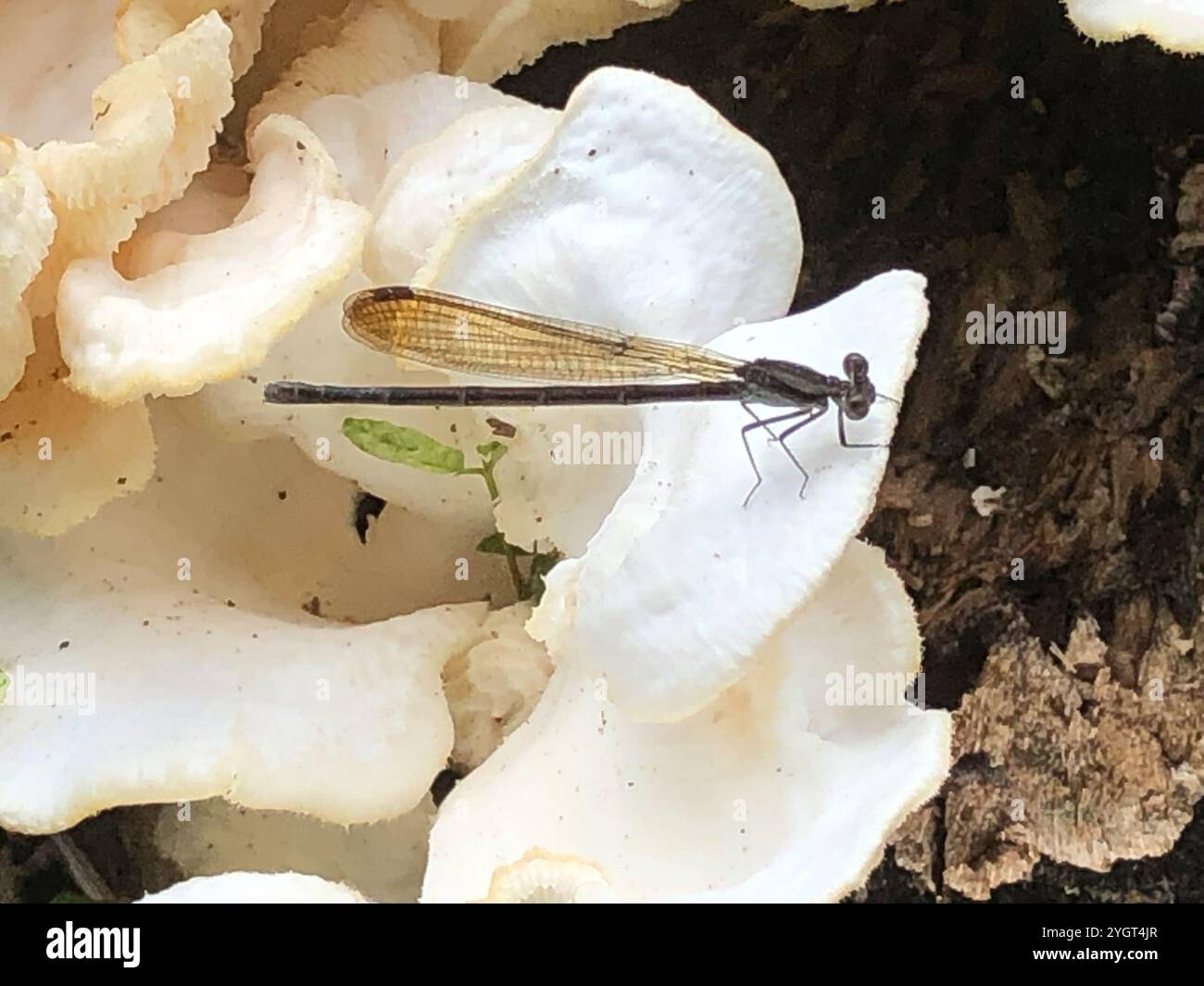 Variable dancer hi-res stock photography and images - Alamy