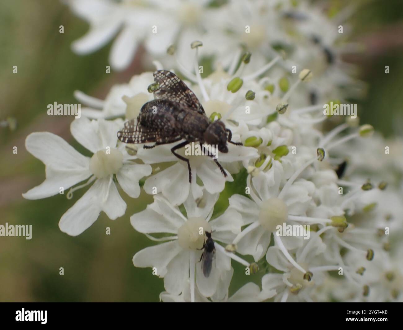 Dancing Kiss Fly (Platystoma seminationis Stock Photo - Alamy