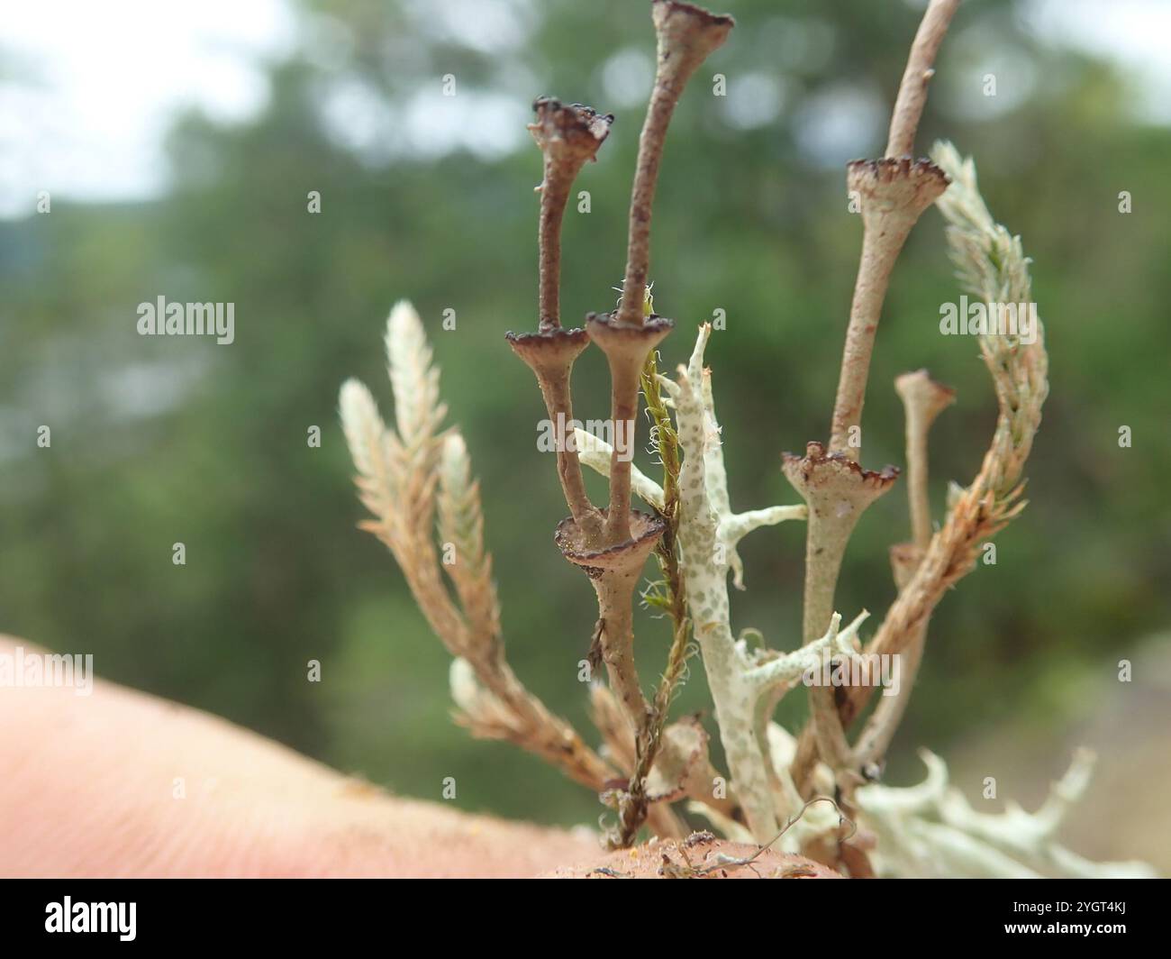 Ladder lichen hi-res stock photography and images - Alamy