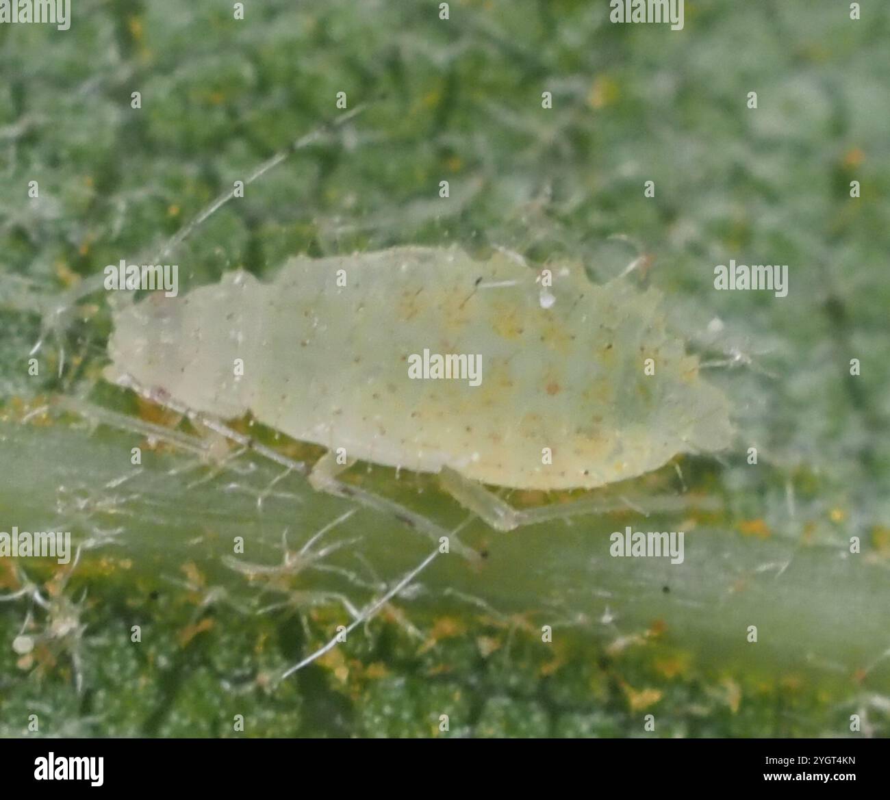 Black-bordered oak aphid (Lineomyzocallis walshii Stock Photo - Alamy
