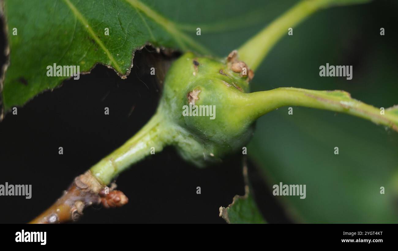 white oak club gall wasp (Callirhytis clavula Stock Photo - Alamy