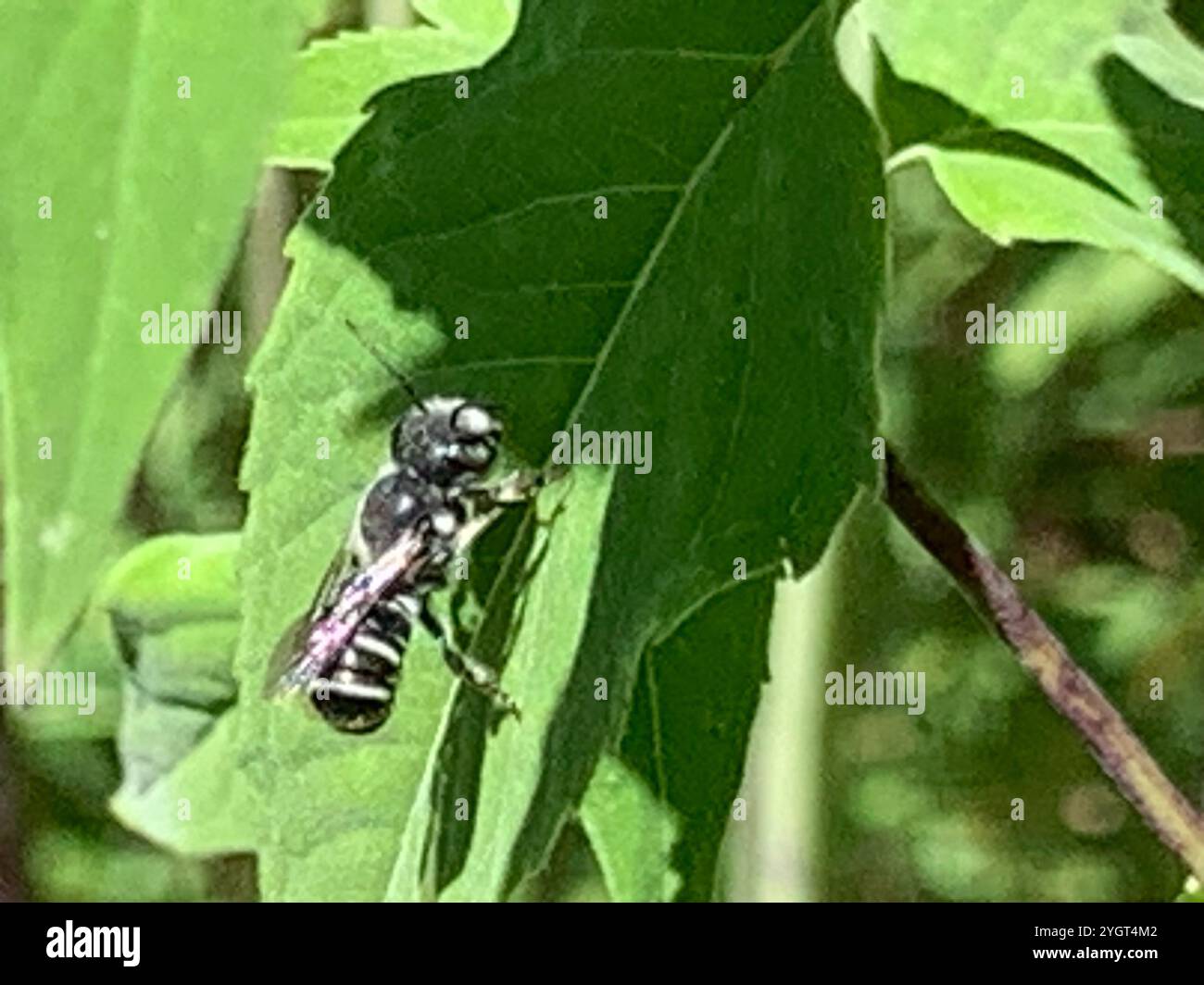 Armored-Resin bees (Heriades Stock Photo - Alamy