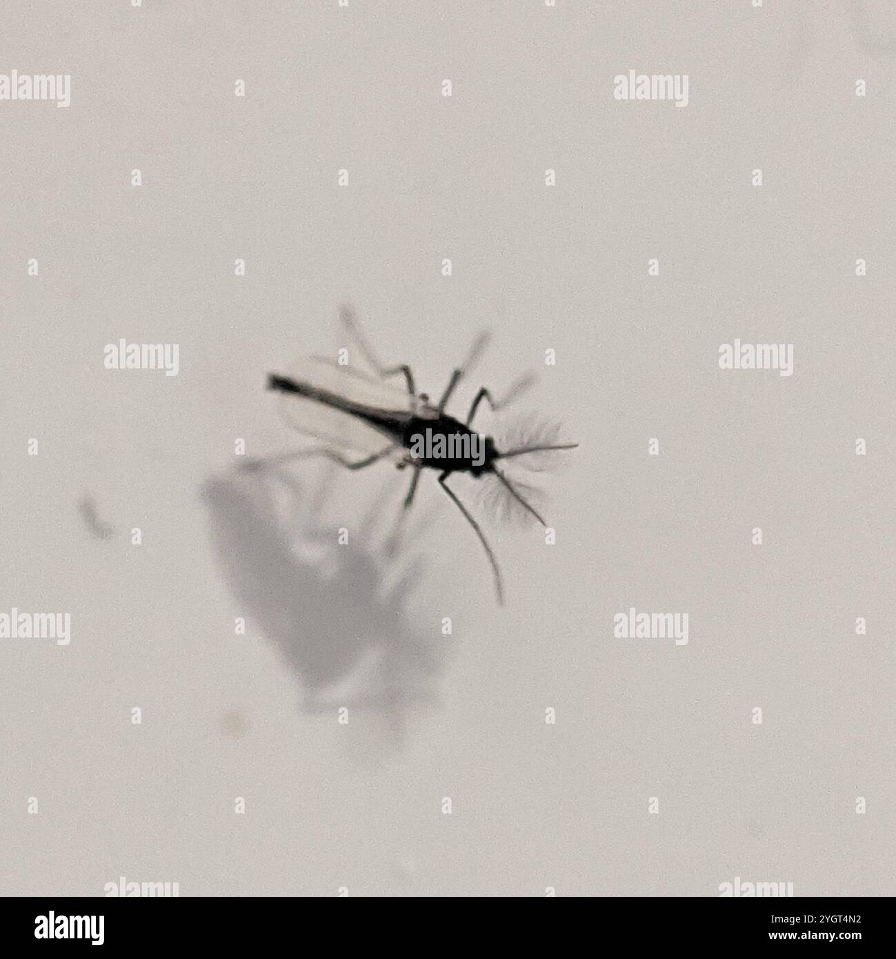 Non-biting Midges (Chironomidae Stock Photo - Alamy