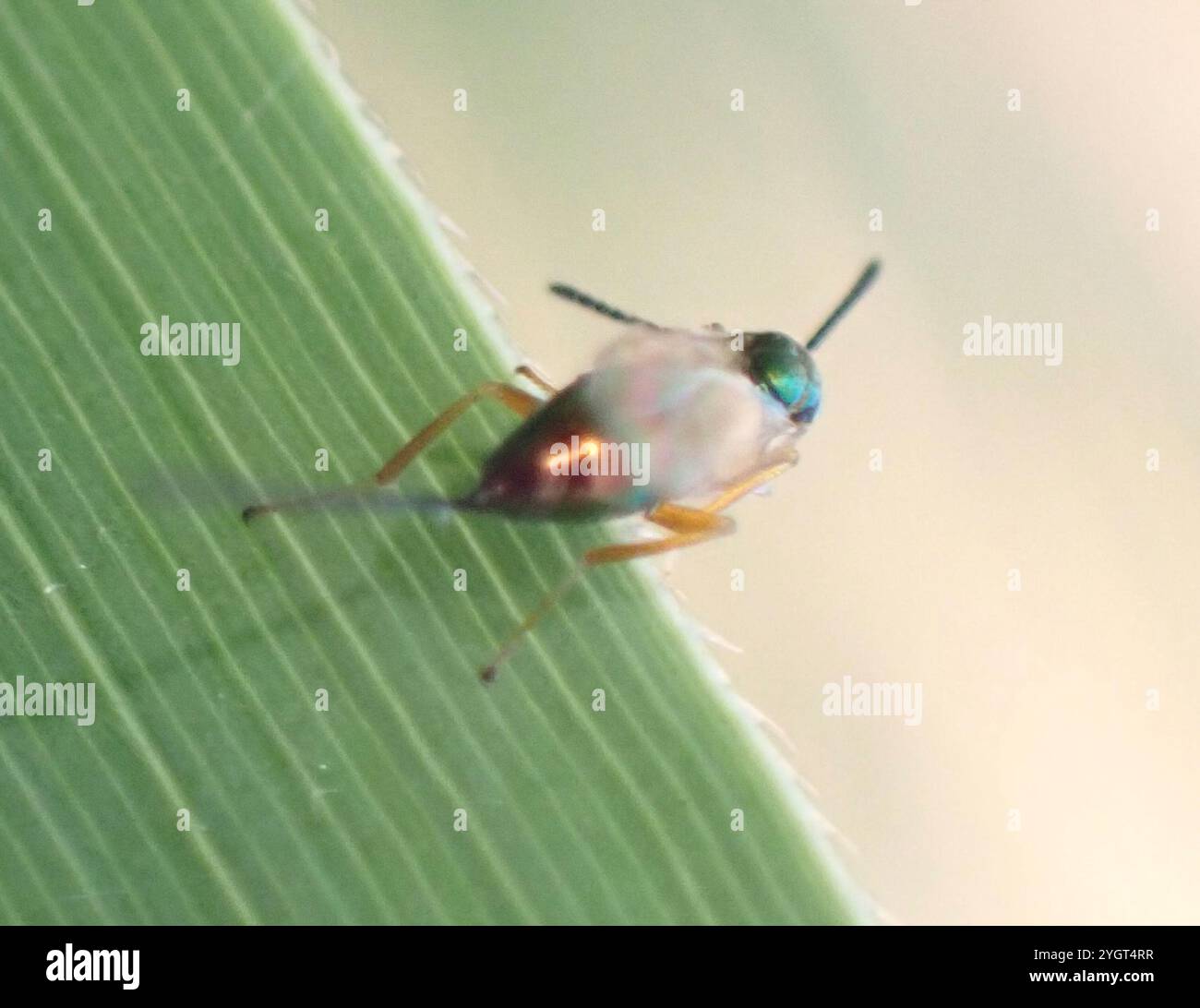 Torymidae hi-res stock photography and images - Alamy