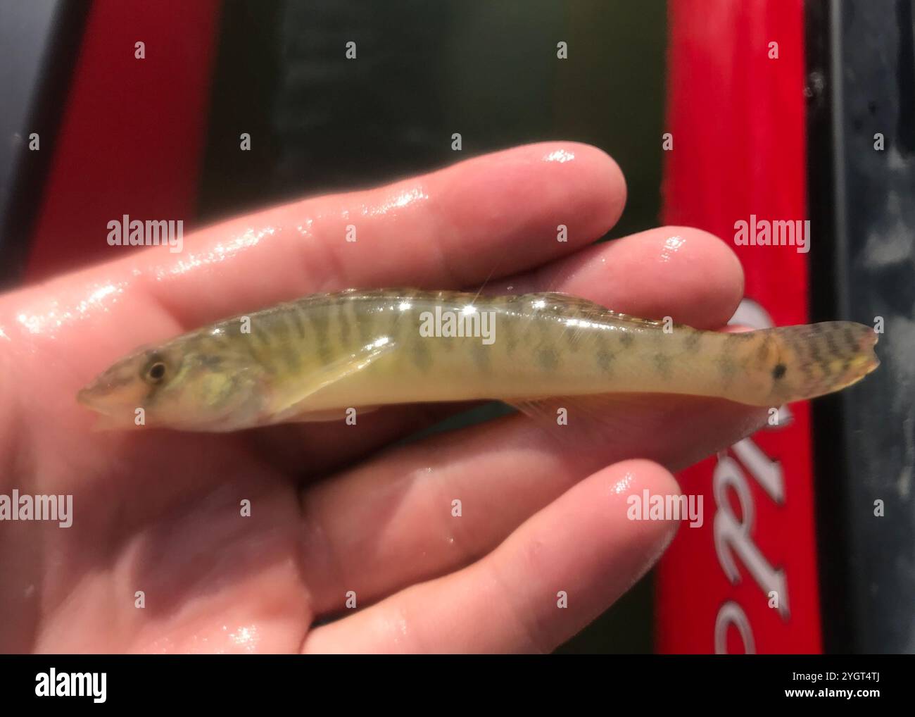 Logperch hi-res stock photography and images - Alamy