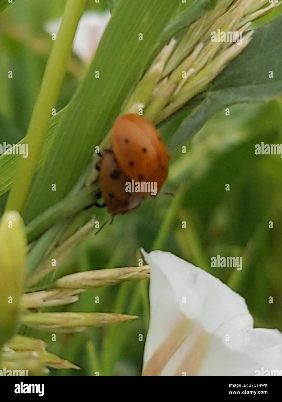 Argus Tortoise Beetle (Chelymorpha cassidea Stock Photo - Alamy
