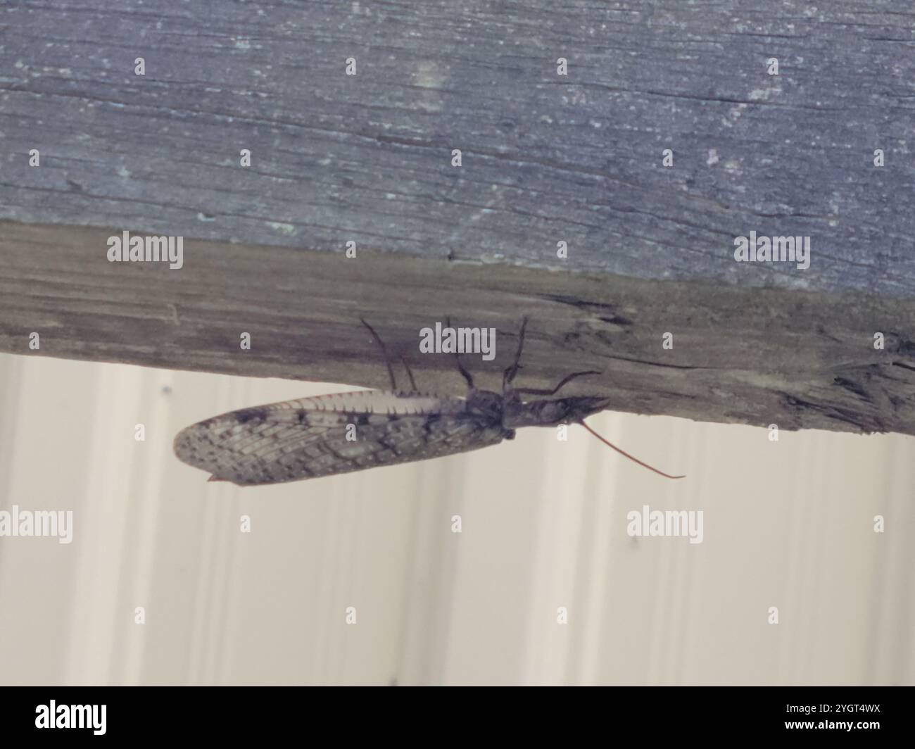 Eastern Dobsonfly (Corydalus cornutus Stock Photo - Alamy