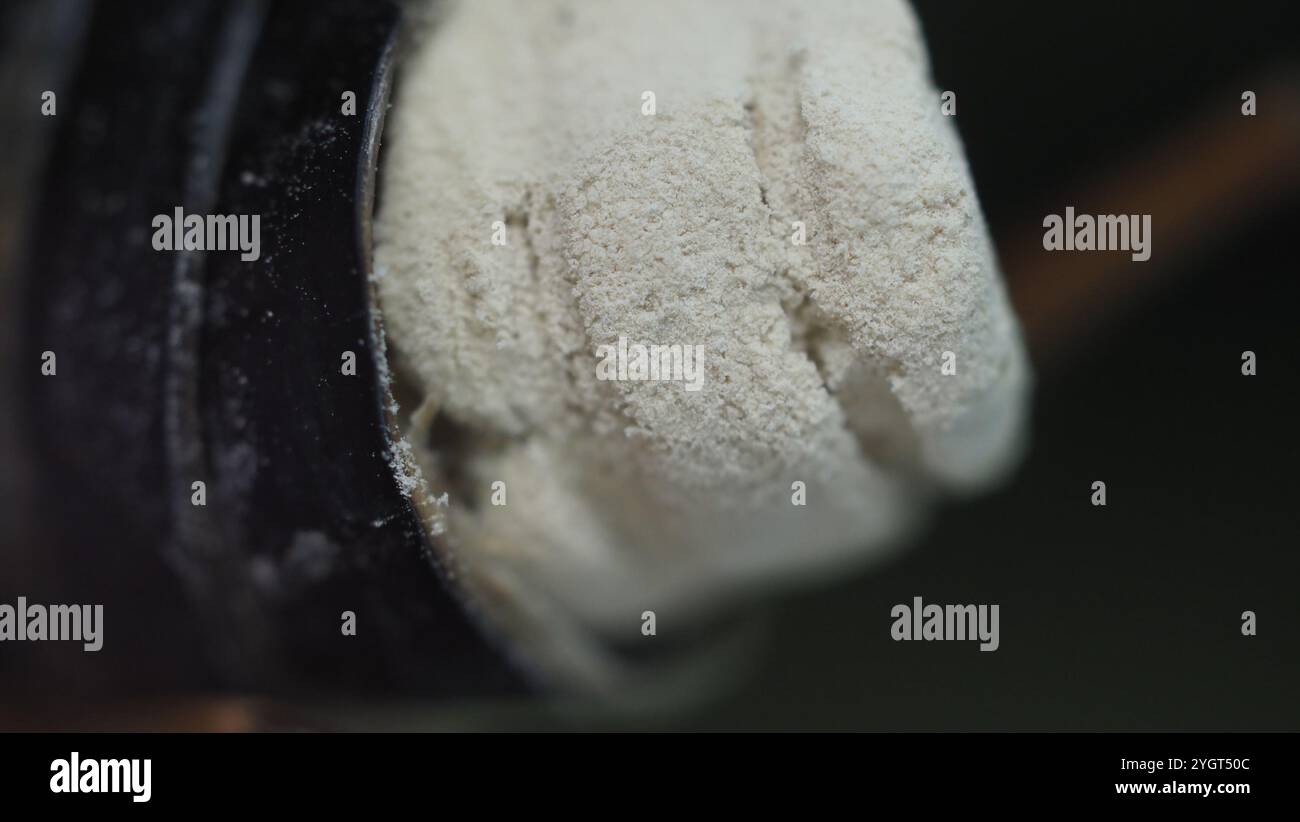 Flying saltshaker fungus (Massospora cicadina Stock Photo - Alamy