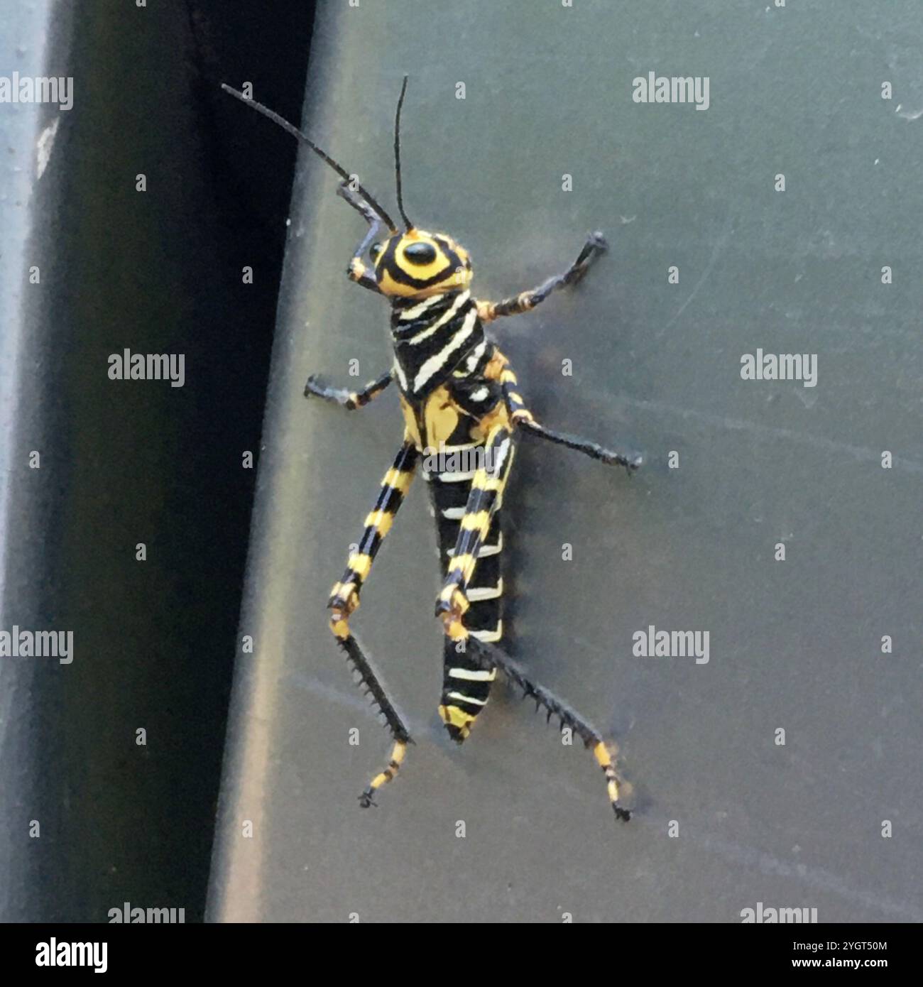 giant red-winged grasshopper (Tropidacris cristata Stock Photo - Alamy
