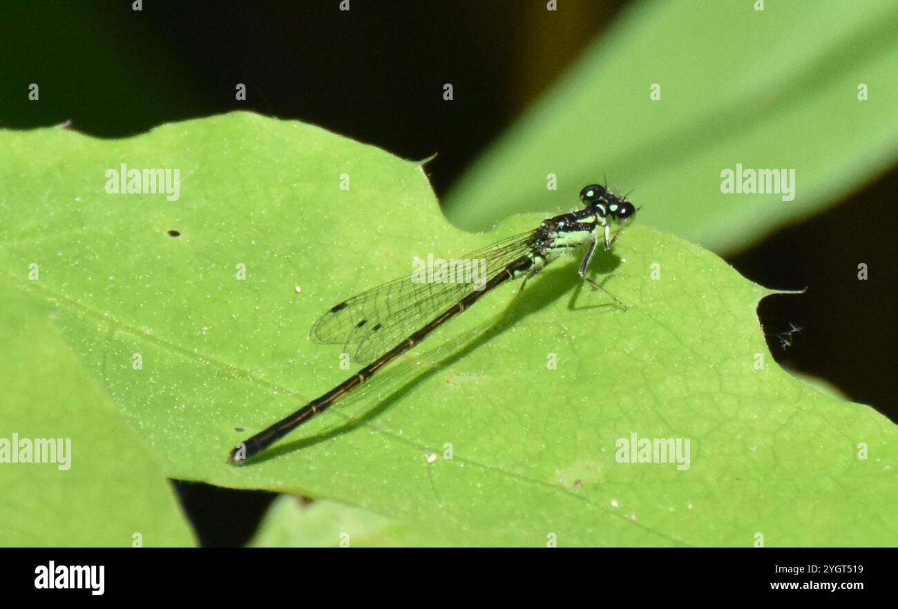 Fragile Forktail (Ischnura posita Stock Photo - Alamy