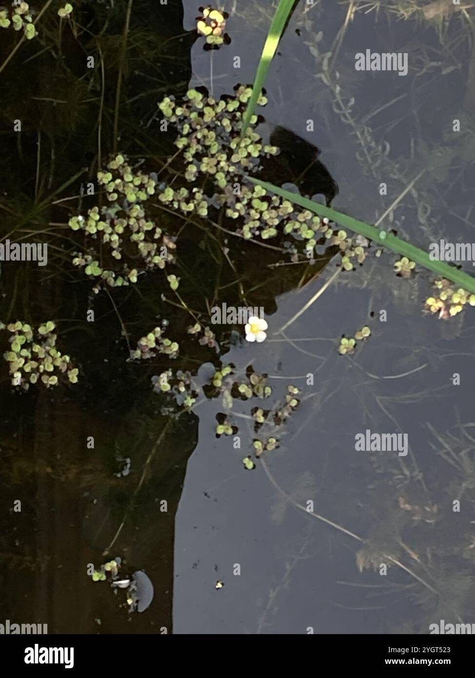 Spirodela polyrhiza hi-res stock photography and images - Alamy