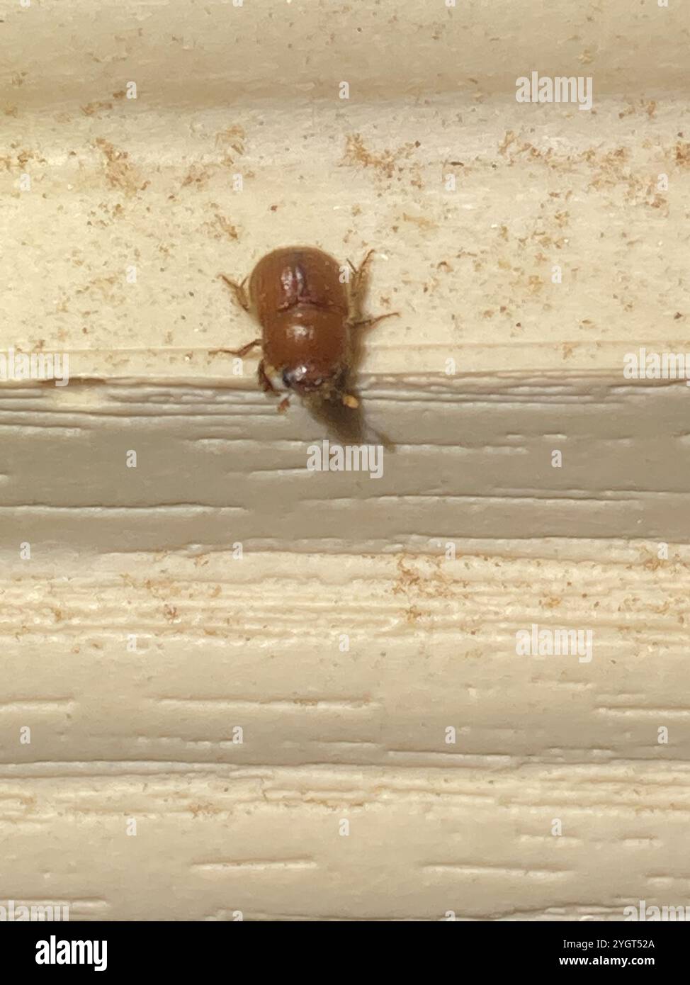 Sand-loving Scarab Beetles (Ochodaeidae Stock Photo - Alamy