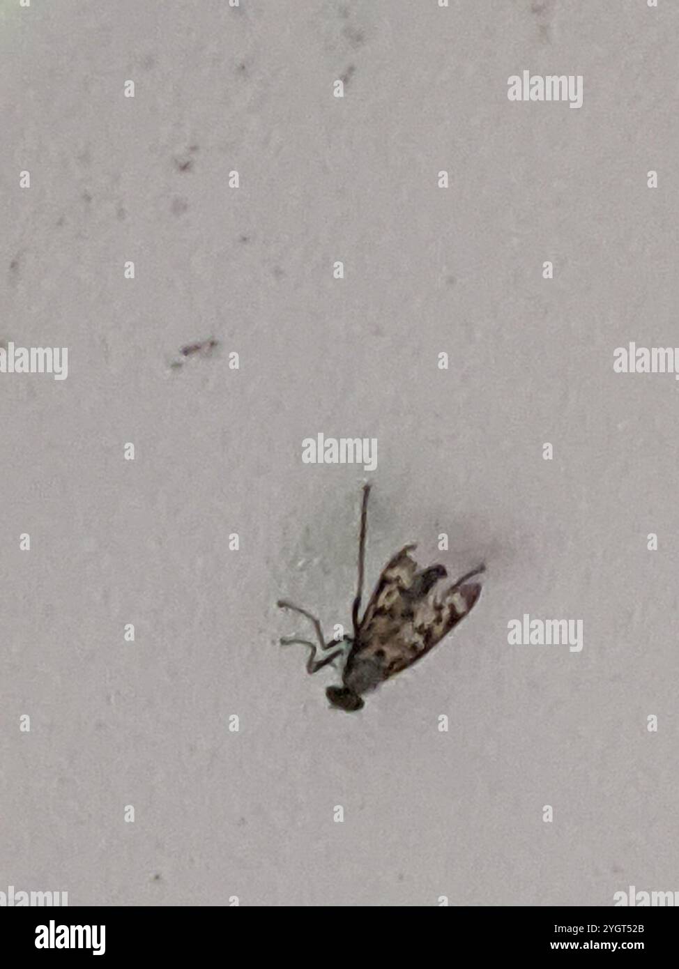 Lesser Variegated Snipe Fly (Rhagio punctipennis Stock Photo - Alamy