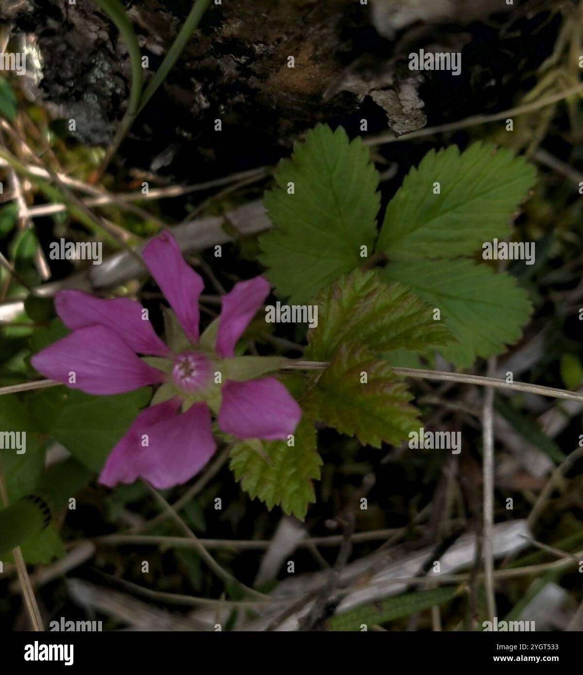 Arctic raspberry (Rubus arcticus Stock Photo - Alamy