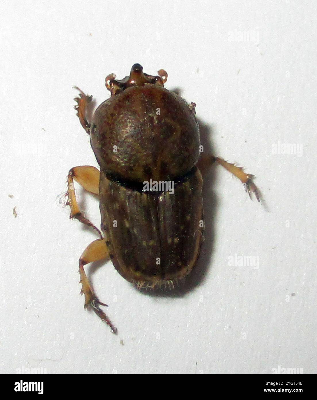 Northern Sandy Dung Beetle (Euoniticellus intermedius Stock Photo - Alamy