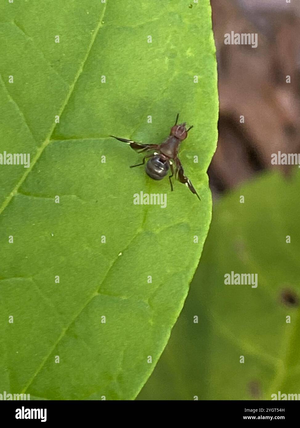 Common Picture-winged Fly (Delphinia picta Stock Photo - Alamy