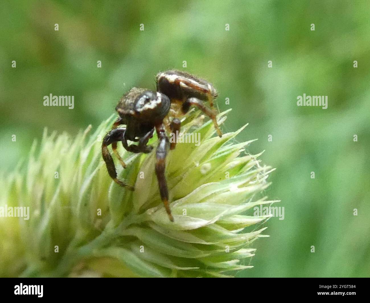 Bronze Jumping Spider (Eris militaris Stock Photo - Alamy