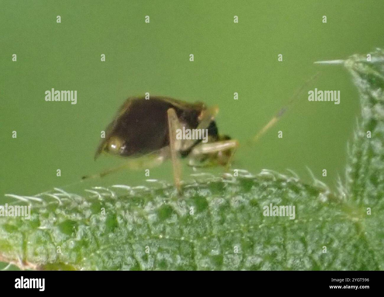 Monalocoris filicis hi-res stock photography and images - Alamy