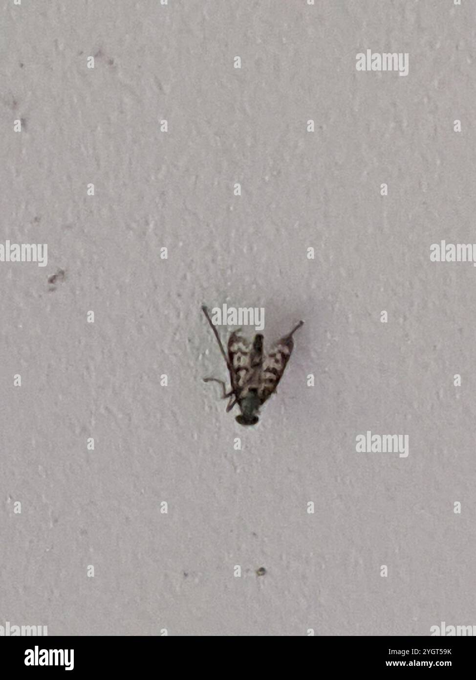 Lesser Variegated Snipe Fly (Rhagio punctipennis Stock Photo - Alamy