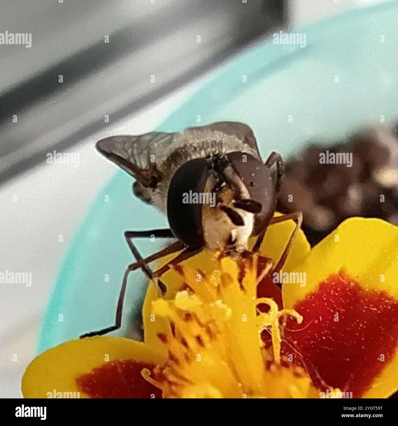 Didea hi-res stock photography and images - Alamy
